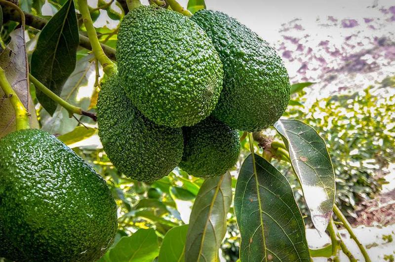 Hass Avocado - Ara Export